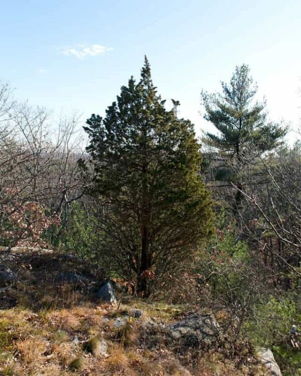 10 Evergreen Trees in Washington State for Color & Privacy