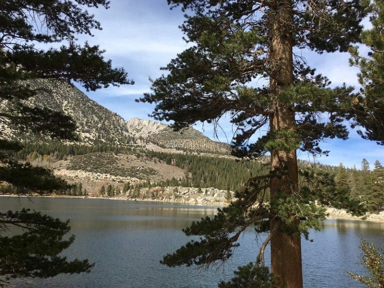 20 Common Types of Washington State Native Trees