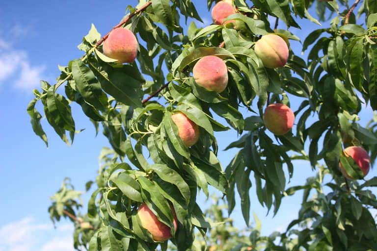 USDA Zone 8: Where is it? What to Plant? Tips to Success