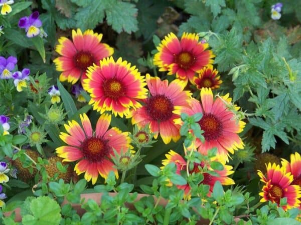 USDA Zone 8: Where is it? What to Plant? Tips to Success