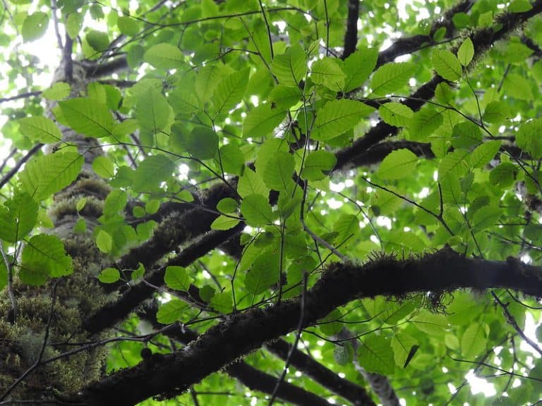 20 Common Types of Washington State Native Trees