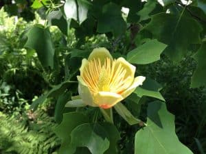 20 Flowering Trees to Grow in Indiana (Incl. Purple Blooms)