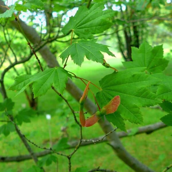 20 Common Types of Washington State Native Trees