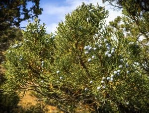 20 Common Types of Washington State Native Trees