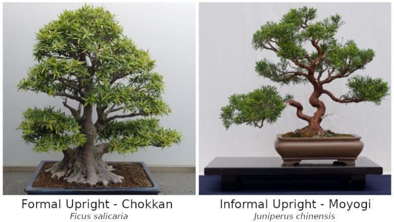 15 Different Types of Bonsai Trees (Common & Rare)