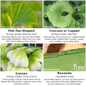 24 Different Types of Ginkgo Trees & Their Identifying Features