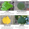 5 Different Types of Aspen Trees & Their Identifying Features