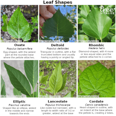 12 Different Types of Poplar Trees & Their Identifying Features
