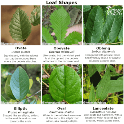 16 Different Types of Elm Trees & Their Identifying Features