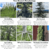 5 Different Types of Aspen Trees & Their Identifying Features