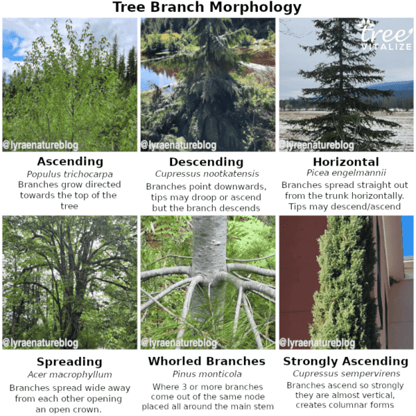 5 Different Types of Aspen Trees & Their Identifying Features