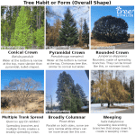 16 Different Types of Elm Trees & Their Identifying Features
