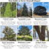 12 Different Types of Poplar Trees & Their Identifying Features