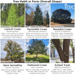 12 Different Types of Poplar Trees & Their Identifying Features