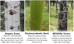 5 Different Types of Aspen Trees & Their Identifying Features