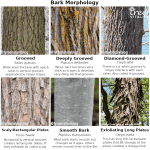 12 Different Types of Hickory Trees & Identifying Features