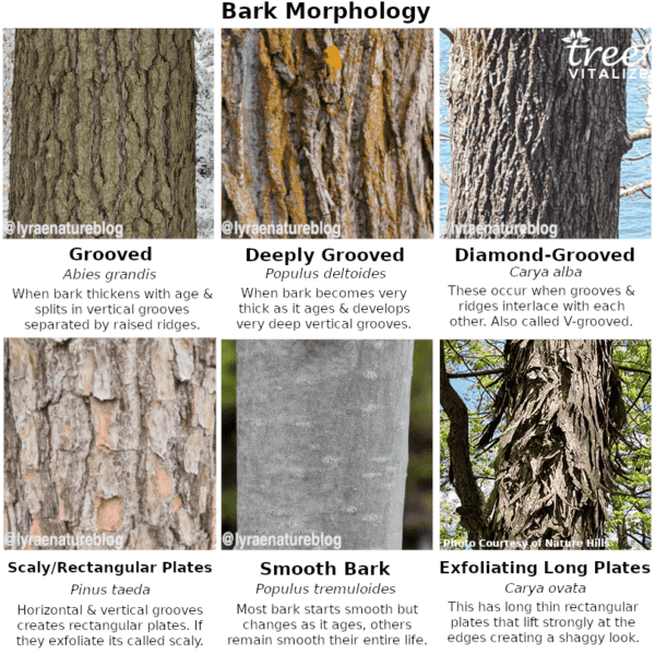 12 Different Types of Hickory Trees & Identifying Features