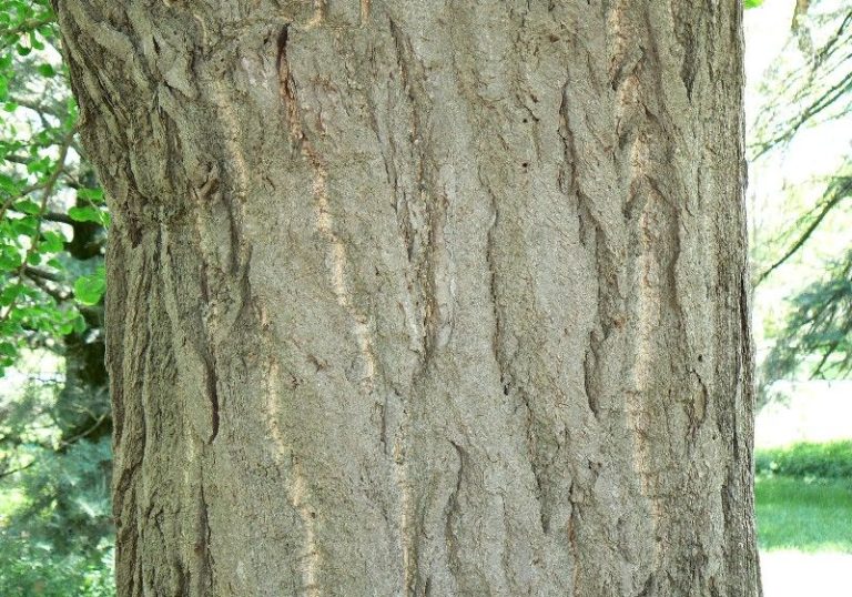 24 Different Types of Ginkgo Trees & Their Identifying Features
