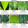 12 Different Types of Poplar Trees & Their Identifying Features