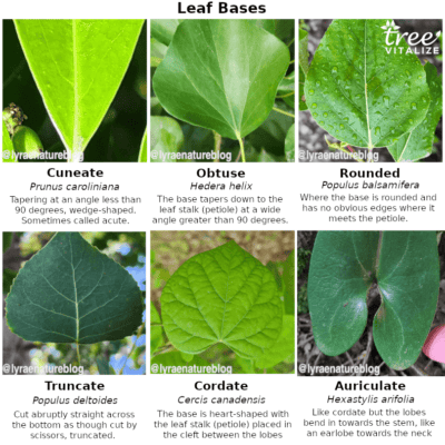 12 Different Types of Poplar Trees & Their Identifying Features