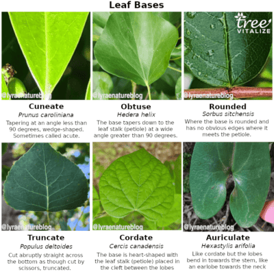 5 Different Types of Aspen Trees & Their Identifying Features