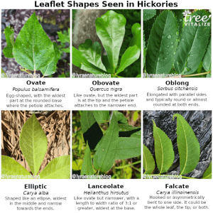 12 Different Types of Hickory Trees & Identifying Features