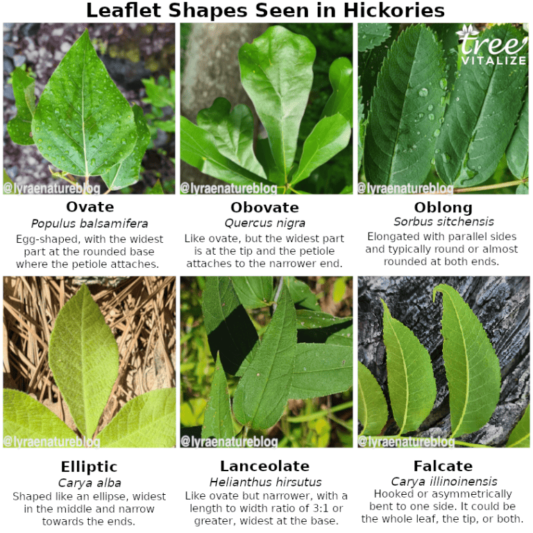 12 Different Types of Hickory Trees & Identifying Features