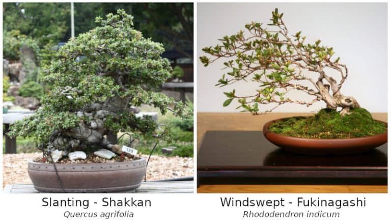 15 Different Types of Bonsai Trees (Common & Rare)