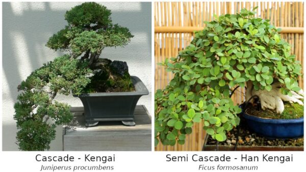 15 Different Types of Bonsai Trees (Common & Rare)