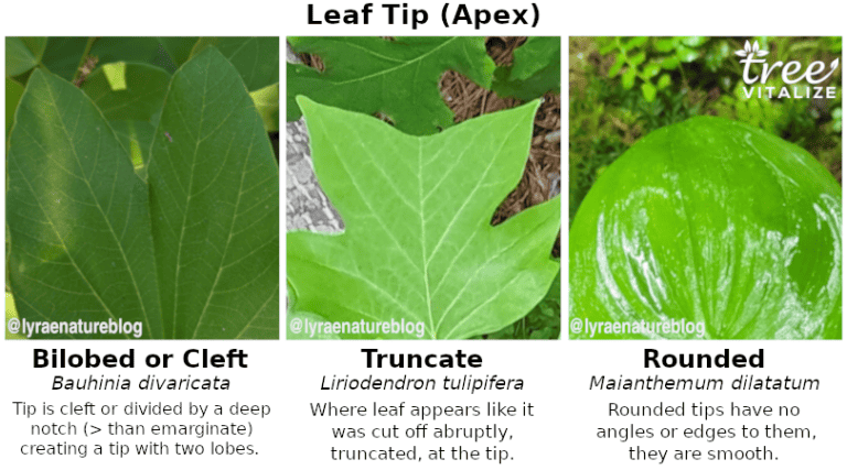 24 Different Types of Ginkgo Trees & Their Identifying Features