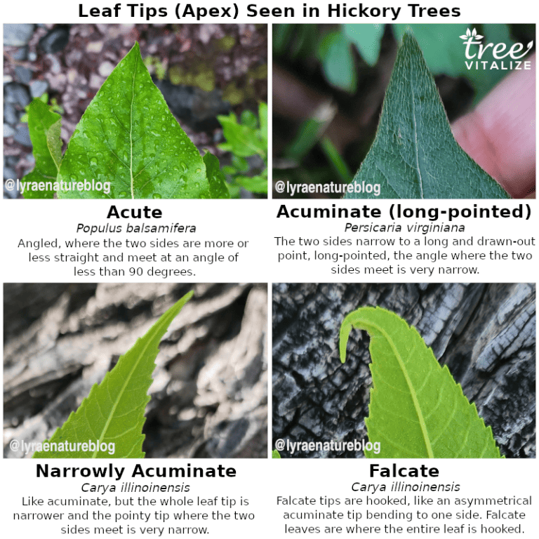 12 Different Types of Hickory Trees & Identifying Features