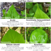 12 Different Types of Poplar Trees & Their Identifying Features