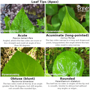 12 Different Types of Poplar Trees & Their Identifying Features