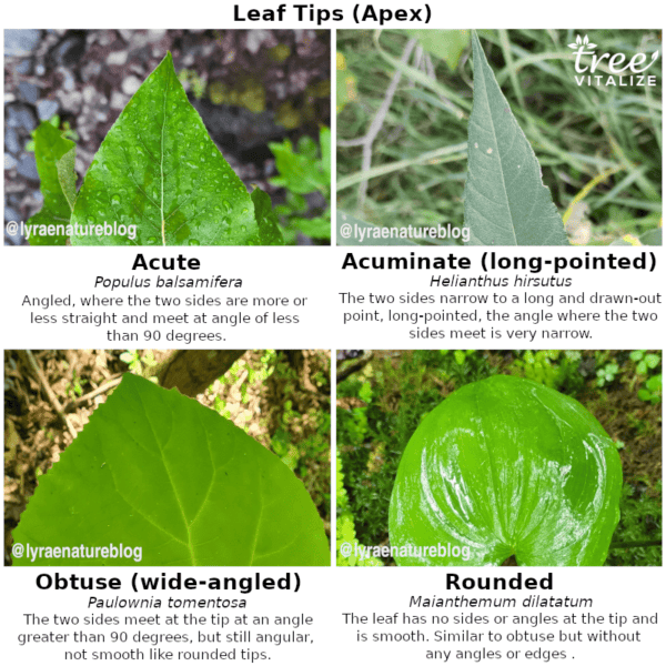 5 Different Types of Aspen Trees & Their Identifying Features