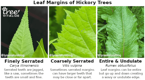 12 Different Types of Hickory Trees & Identifying Features