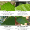 5 Different Types of Aspen Trees & Their Identifying Features