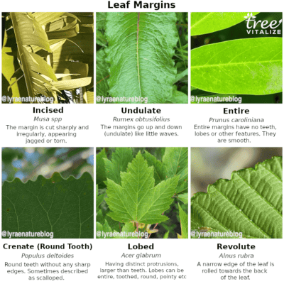 24 Different Types of Ginkgo Trees & Their Identifying Features