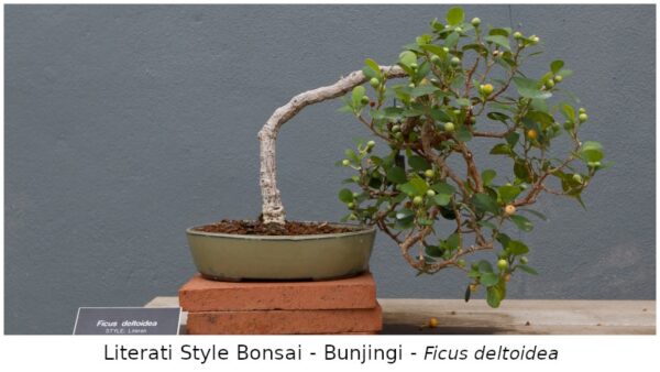 15 Different Types of Bonsai Trees (Common & Rare)