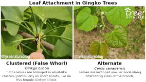 24 Different Types of Ginkgo Trees & Their Identifying Features