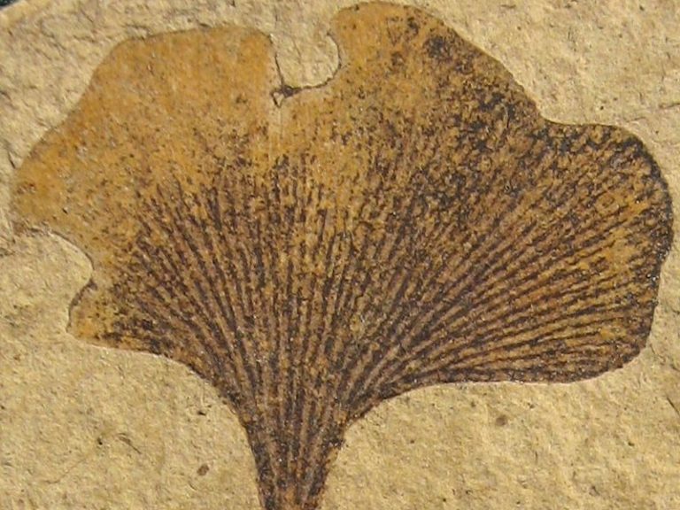 24 Different Types of Ginkgo Trees & Their Identifying Features