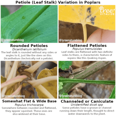 12 Different Types of Poplar Trees & Their Identifying Features