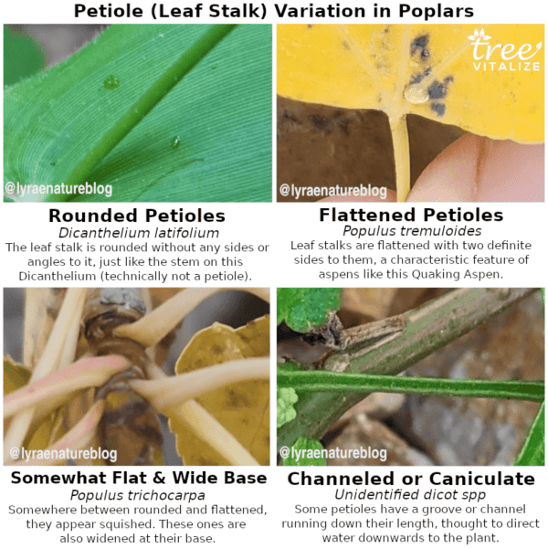 12 Different Types of Poplar Trees & Their Identifying Features