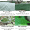5 Different Types of Aspen Trees & Their Identifying Features