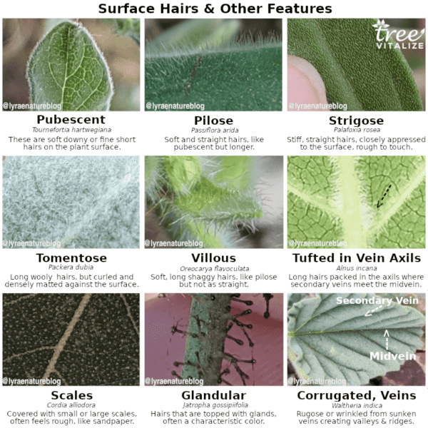 16 Different Types of Elm Trees & Their Identifying Features