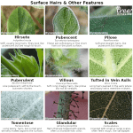 12 Different Types of Hickory Trees & Identifying Features