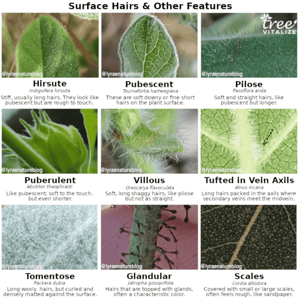 12 Different Types of Hickory Trees & Identifying Features