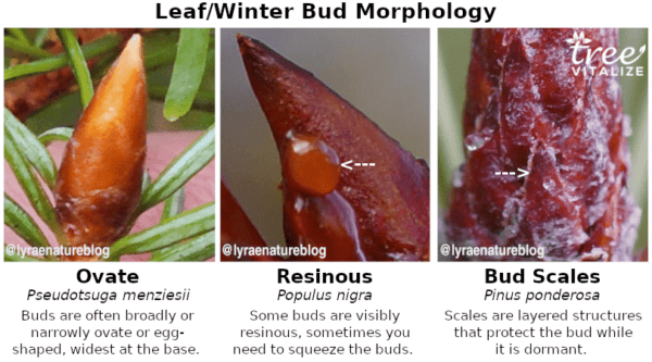5 Different Types of Aspen Trees & Their Identifying Features