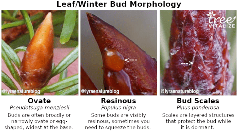 5 Different Types of Aspen Trees & Their Identifying Features
