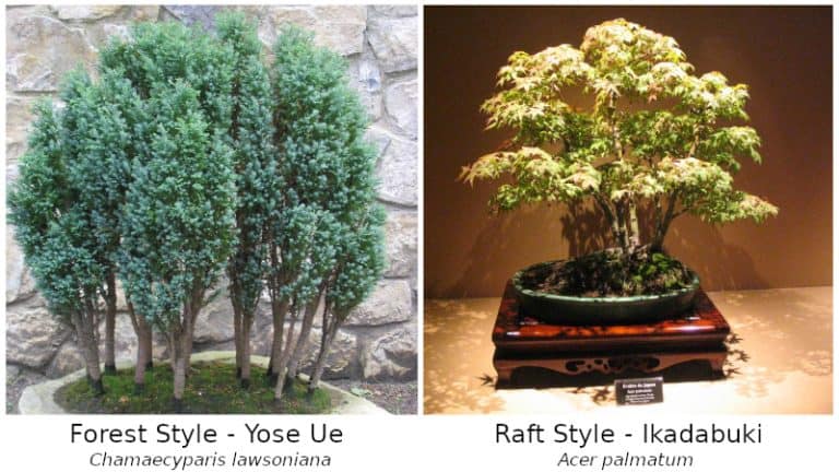 15 Different Types of Bonsai Trees (Common & Rare)