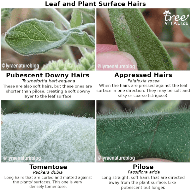 12 Different Types of Poplar Trees & Their Identifying Features